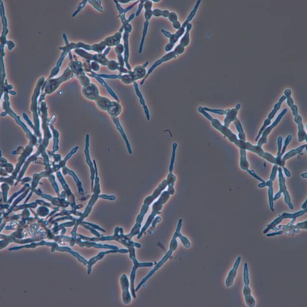 About Us | Bio-Technical Resources